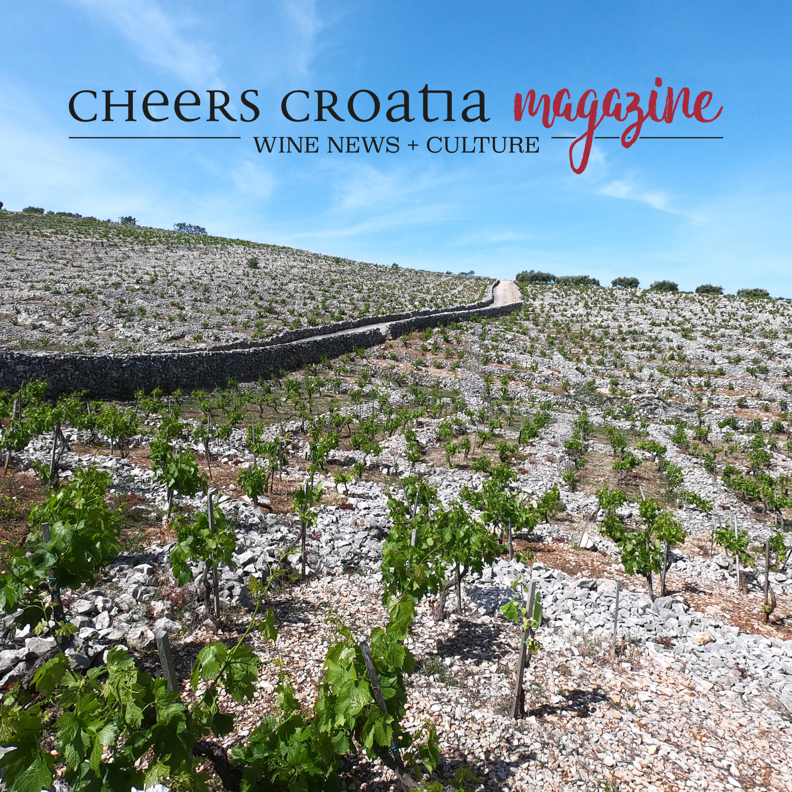 Wine Events in Croatia - Cheers Croatia Magazine